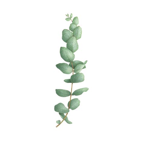 Review Of Eucalyptus Leaves Clip Art Ideas Diysive