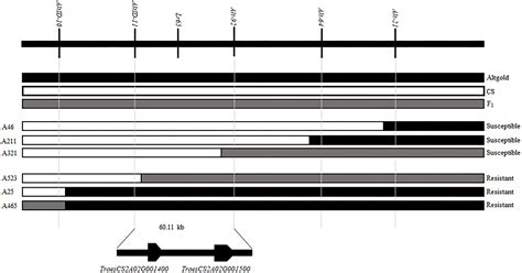 Frontiers Fine Mapping Of The Leaf Rust Resistance Gene Lr65 In Spelt Wheat ‘altgold