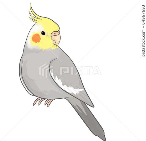 玄鳳鸚鵡 插圖素材 64967693 PIXTA圖庫