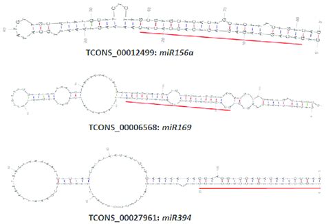 Representative Potential Mirna Precursor Sequences In Differentially Download Scientific