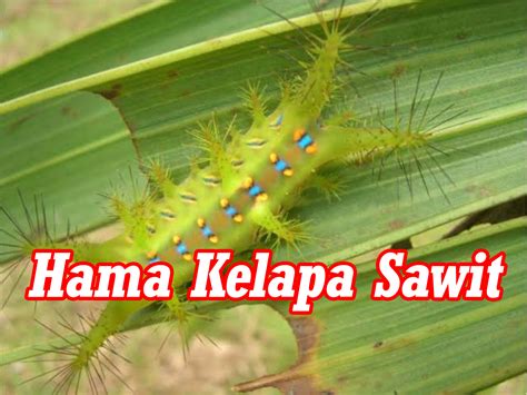Kenali Jenis Hama Tanaman Kelapa Sawit Berikut Langkah Pengentasan