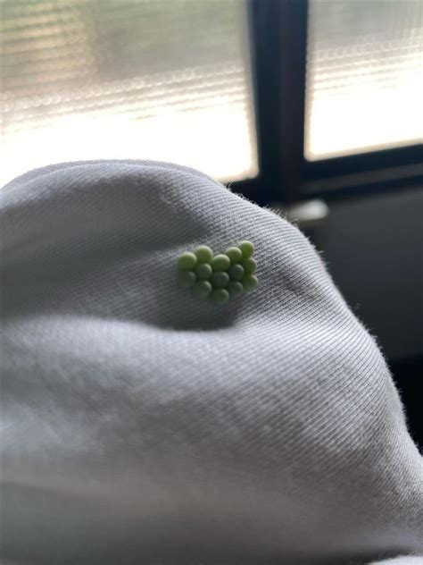 曬衣驚見「14顆綠卵」黏衣服還硬硬的！過來人急喊：千萬別用手抓