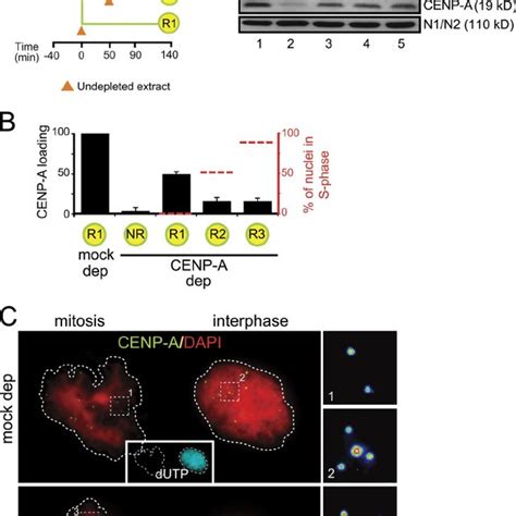 Cenp A Deposition Occurs In Early Interphase In Xenopus Egg Extracts