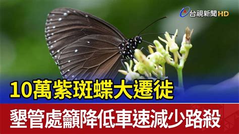 10萬紫斑蝶大遷徙墾管處籲降低車速減少路殺 Youtube