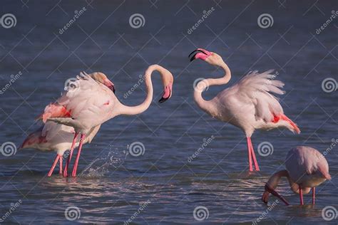 Feathers Ruffled Playful Argument Between Pink Flamingo Pair Stock