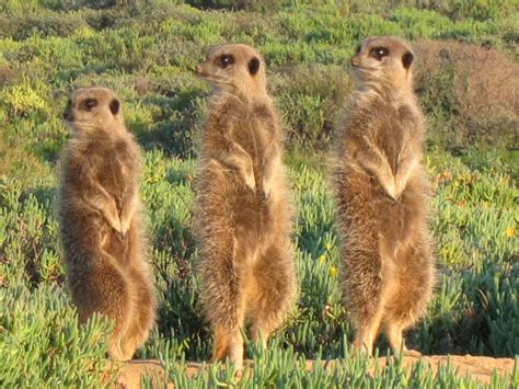 Unique Animals In South Africa