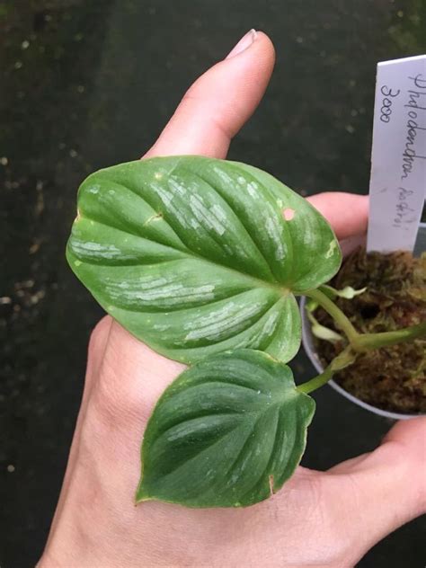 Philodendron Sodiroi 】★葉模様のきれいなフィロデンドロン レア苗 の落札情報詳細 ヤフオク落札価格情報 オークフリー
