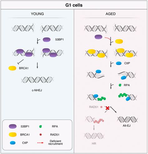 Age Associated Deficient Recruitment Of 53bp1 In G1 Cells Directs Dna