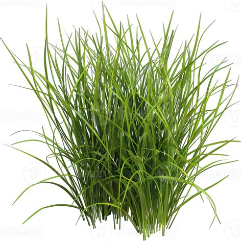 Grass Brush Pngs For Free Download