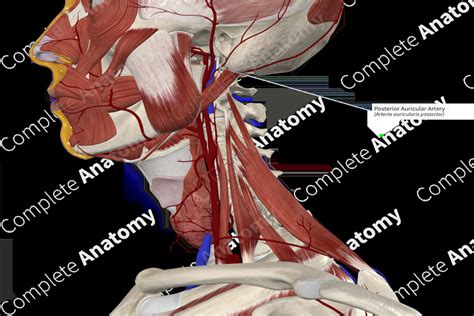 Posterior Auricular Artery The Application Of A Retrograde