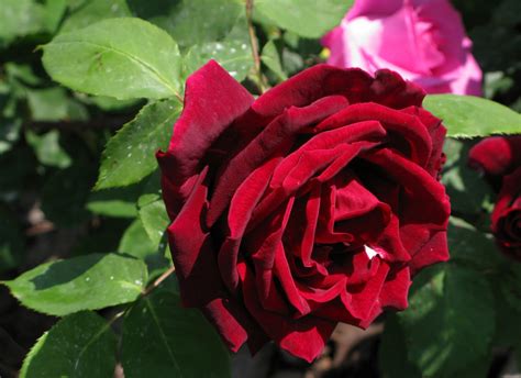 Роза Папа Мейян Фото И Описание – Telegraph