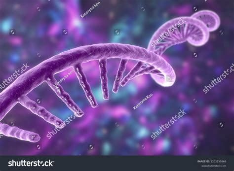 1 Thousand Ribonucl Royalty Free Images Stock Photos Pictures