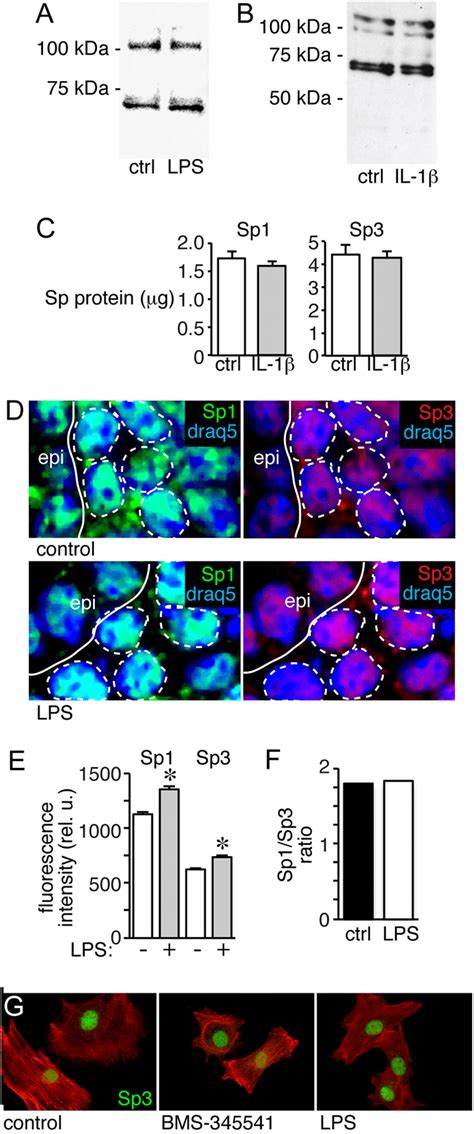 Nf B Activation Does Not Alter Relative Sp1 And Sp3 Expression Levels