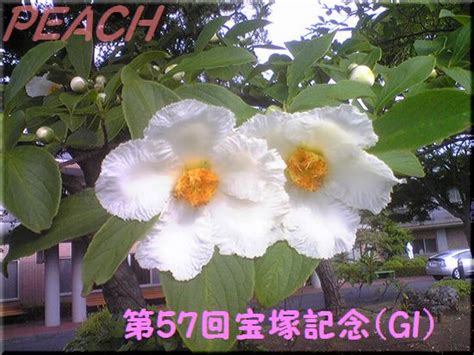 第57回宝塚記念（gi） 四季折々と競馬とハムスターと・・・