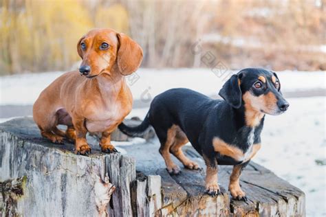 可爱的达克斯猎犬狗在户外图片 包图网企业站