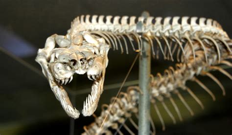 Istoria Evoluţiei Trebuie Rescrisă Savanţii Au Făcut O Descoperire Uimitoare