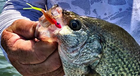 Bobby Garland Announces New Mayfly Crappie Bait