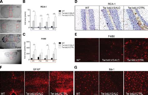 Detection Of Disease Lesions And Pathology Histochemistry Using