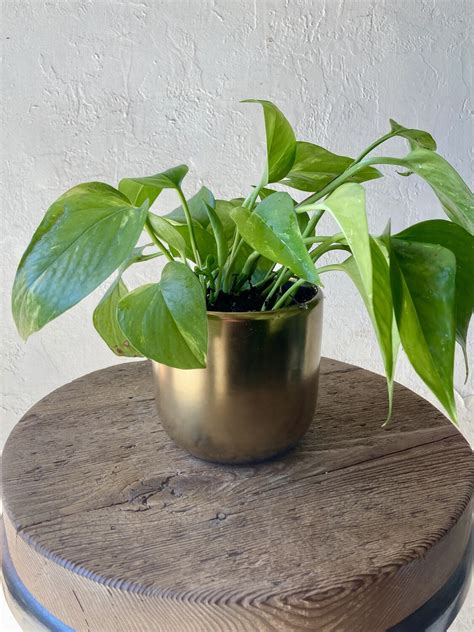 Variegated Pothos Plant In Grey Planter