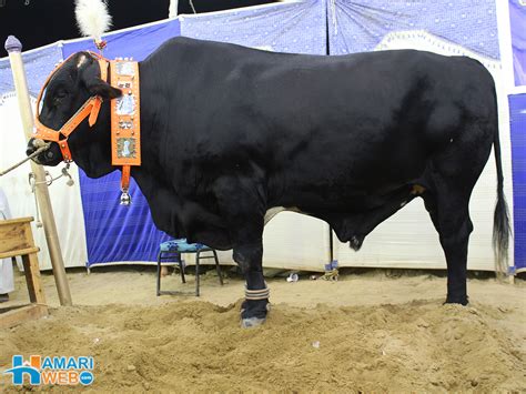 Beautiful Unique Bull In Afridi Cattle Farm 2016 Bakra Eid Images