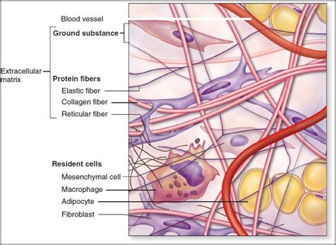 39 Extracellular Matrix Glycosaminoglycans And Proteoglycans