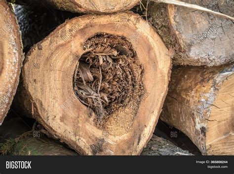 Tree Trunk Sickness Image Photo Free Trial Bigstock
