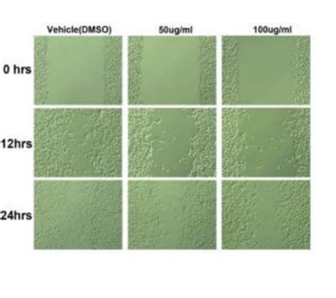 细胞划痕实验技术服务价格 详情介绍 960化工网 960化工网