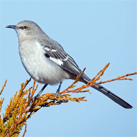 Do Birds Eat Butterflies Toxic Or Not Happy Birding