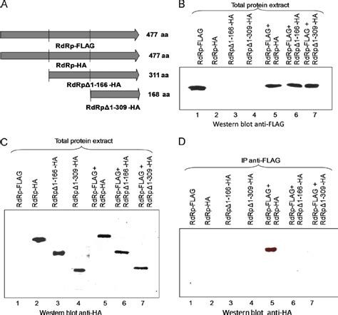 N Terminal Truncations Abolish Oligomerization Of The RNA Dependent RNA