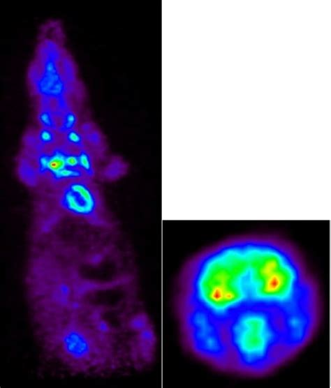 Preclinical Pet Mr Imaging School Of Medicine West Virginia University
