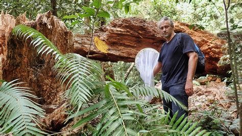 Weevils Found In Philippine Rainforest ‘almost Like Discovering A Dodo