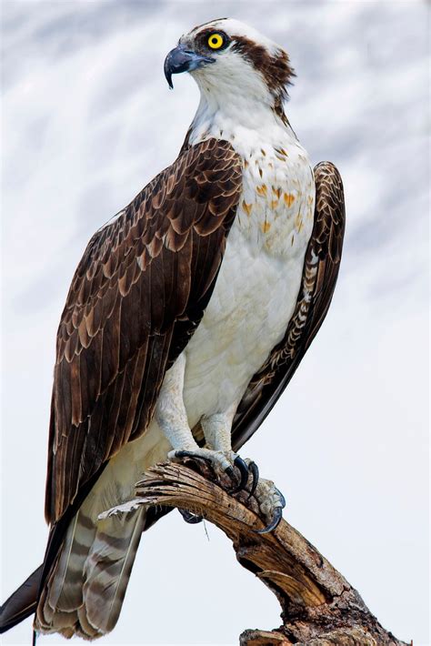 Sea Hawk