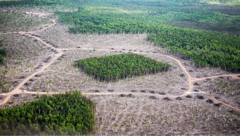 Shattering Life The True Impact Of Habitat Fragmentation Safe Worldwide