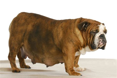 Can A Dog Be Pregnant And Not Show Signs