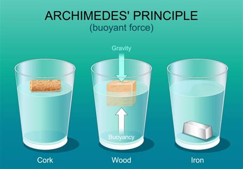 Archimedes Principle Experiment Royalty Free Vector Image