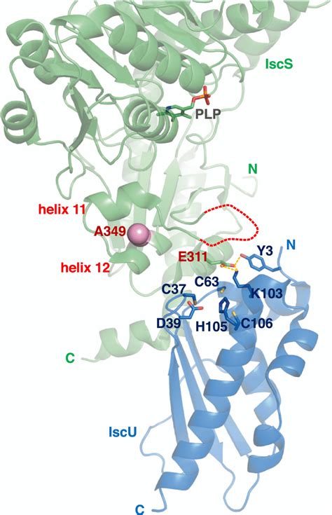 Contact Site Between Iscu And Iscs The Crystal Structure Of The E