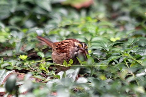 Early Bird Gets Worm Goldbird Variationsgoldbird Variations