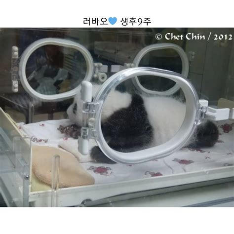 푸바오덕질🥰 1살 러바오💙 생일 특집🎂 어릴때도 변함없이 사랑스러웠구나💙 푸바오 강바오 Fubao 福宝 송바오