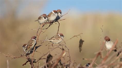 620 Tree Sparrow Film Video E Filmati Stock Royalty Free In 4k E Hd