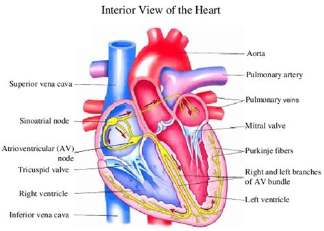 Heart Anatomy Diagram Quizlet