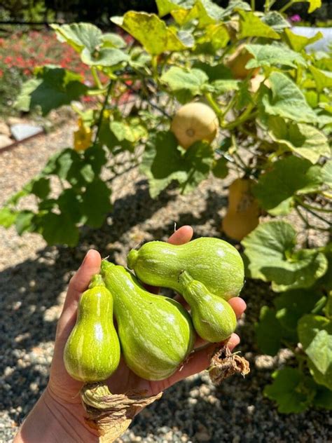 When To Harvest Butternut Squash Or Pumpkins How To Cure And Store
