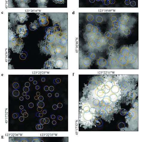 The Flowchart Of Tree Species Classification And Biomass Model