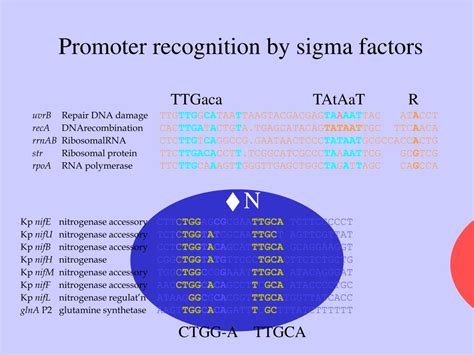 Ppt Promoter Recognition By Sigma Factors Powerpoint Presentation