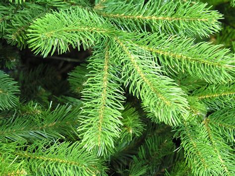 What Do The Evergreens Look Like Up Close Fundraising Support