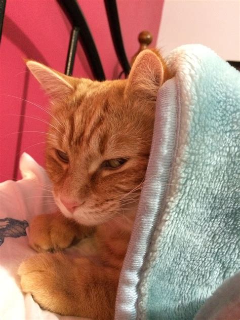 Accidentally Woke Her Up R Tuckedinkitties