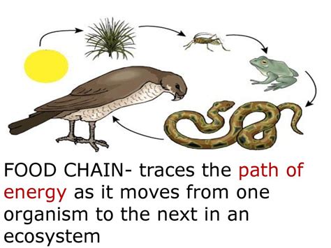 Ecology The Study Of How Organisms Interact With Each Other And With