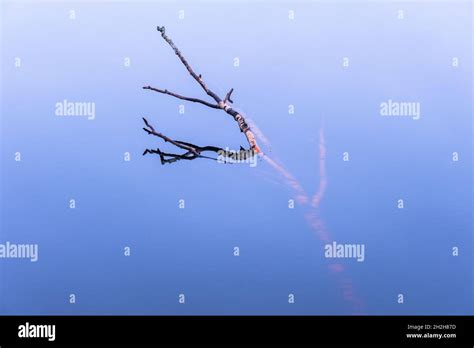 Tree Branch Floating In The Water Stock Photo Alamy