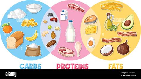 Main Food Groups Macronutrients Vector Illustration Stock Vector Image