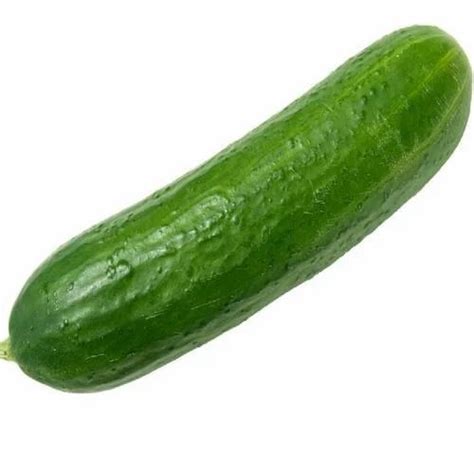Green A Grade Fresh Organic Cucumber Carton Packaging Size 5 Kg At