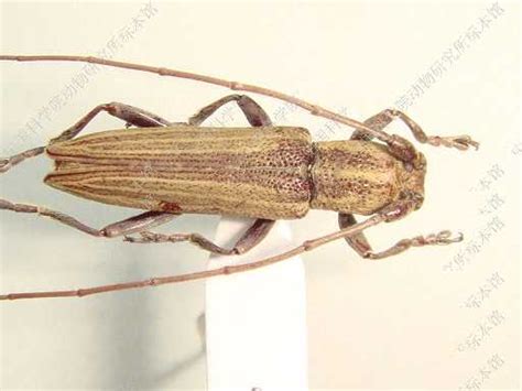 线纹粗点天牛 Mycerinopsis Lineatus 物种库 国家动物标本资源库